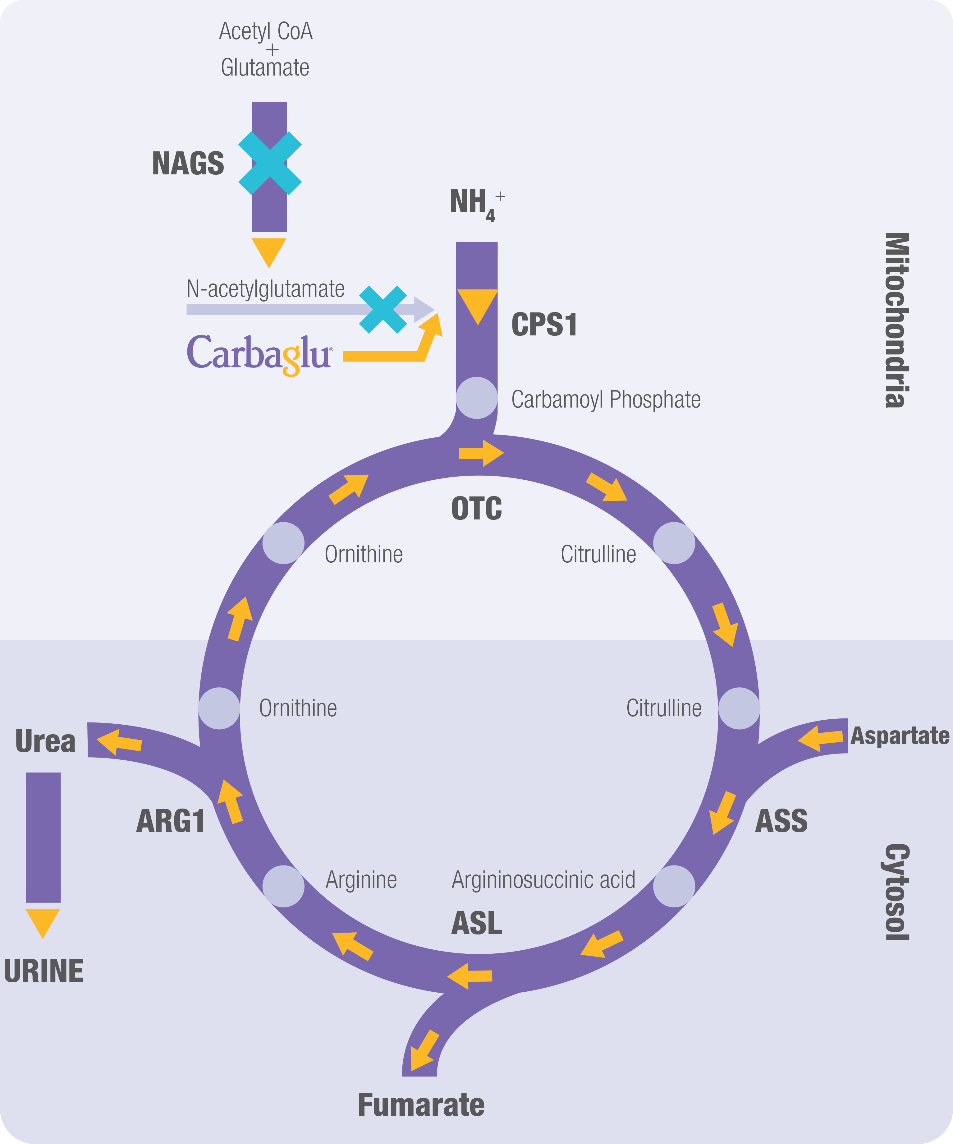 CARBAGLU® (carglumic acid) │ Hyperammonemia Due to NAGS Deficiency